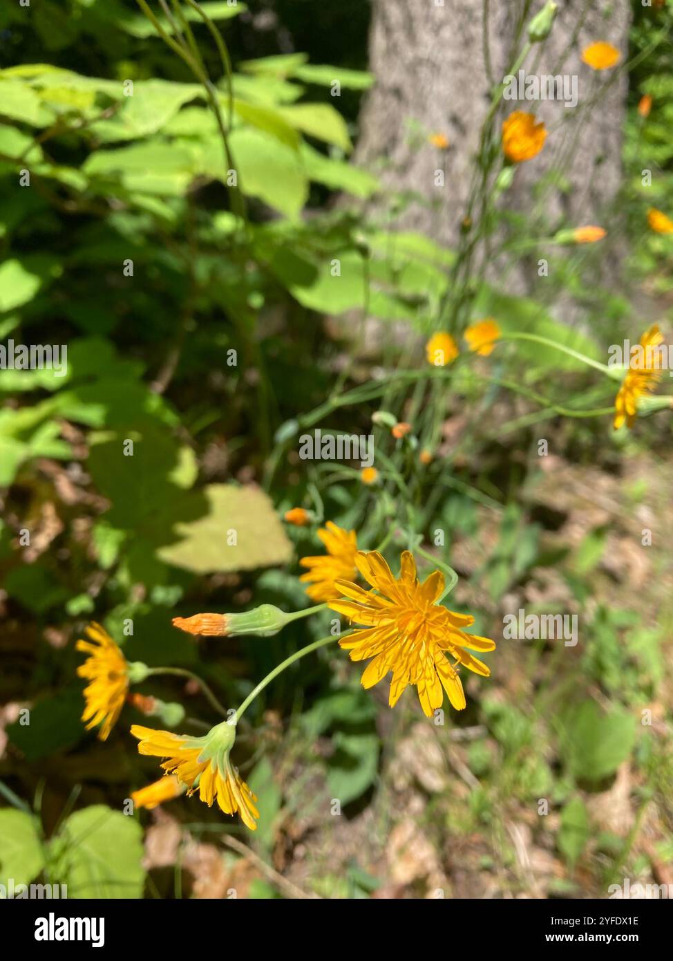 Two-flower Dwarf-dandelion (Krigia biflora Stock Photo - Alamy