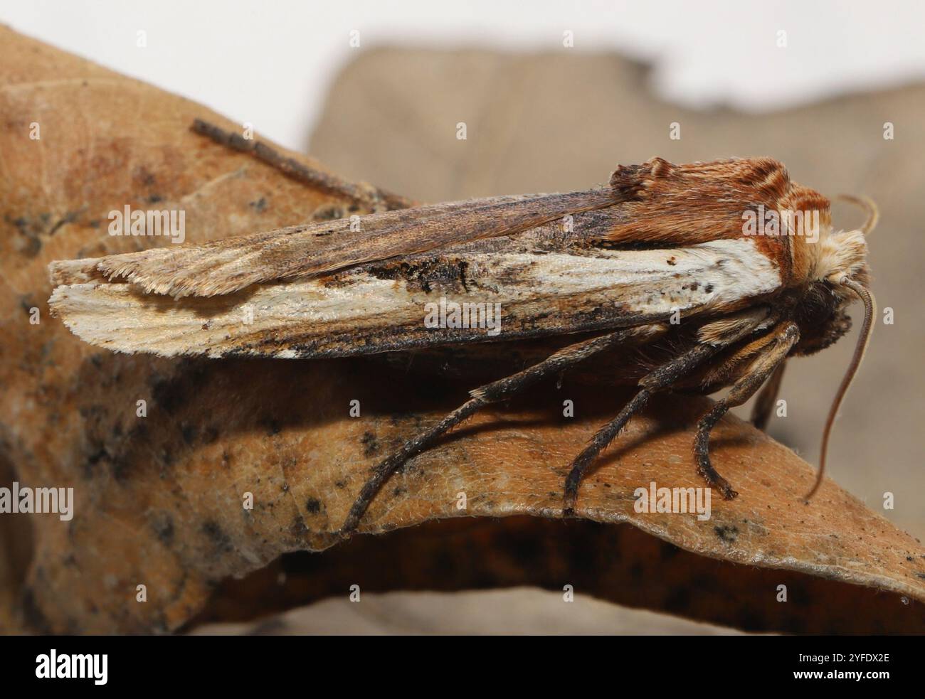 Dot-and-Dash Swordgrass Moth (Xylena curvimacula Stock Photo - Alamy