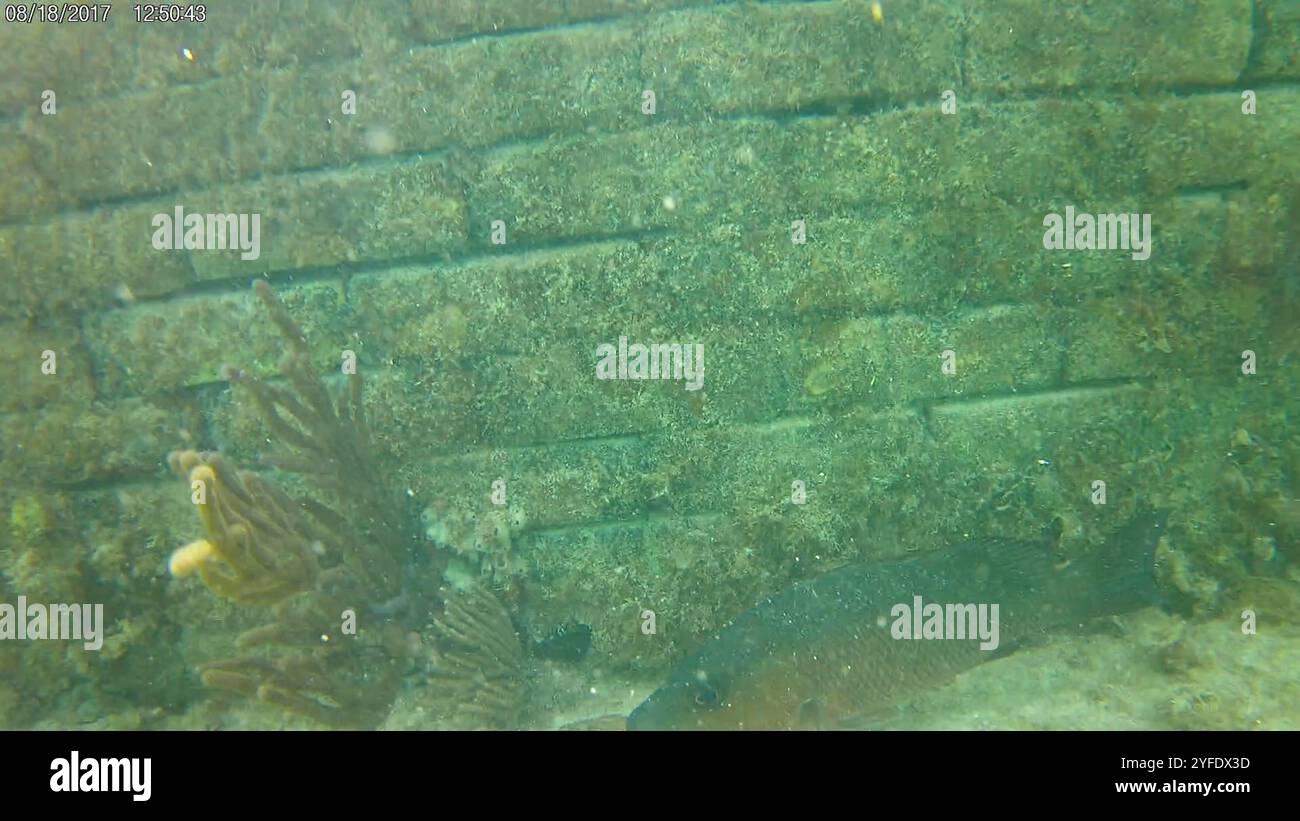 Gray Snapper (Lutjanus griseus Stock Photo - Alamy