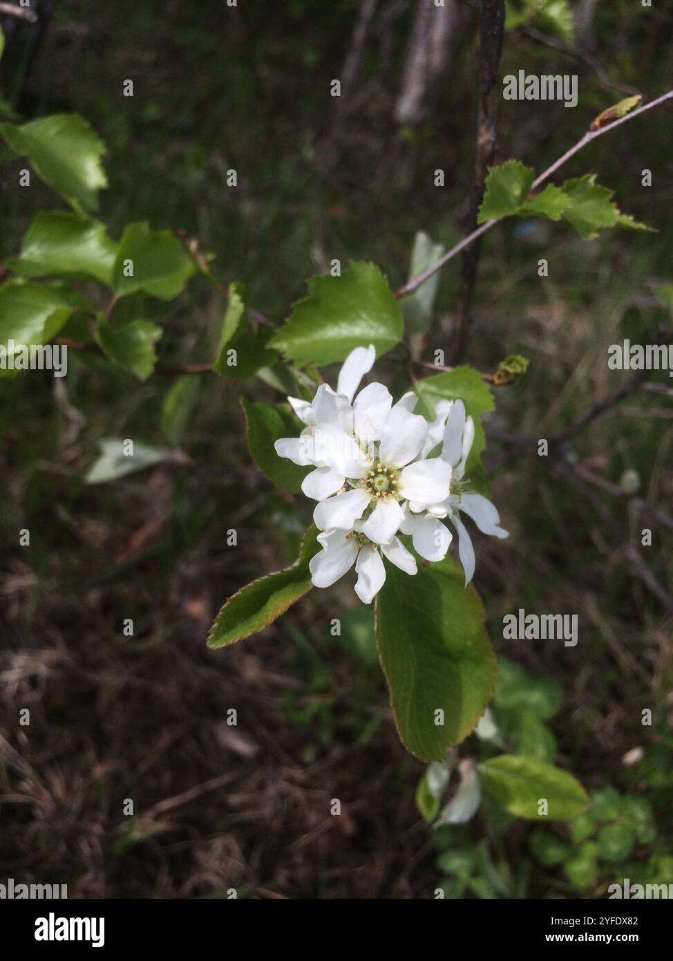 roundleaf shadbush (Amelanchier sanguinea Stock Photo - Alamy