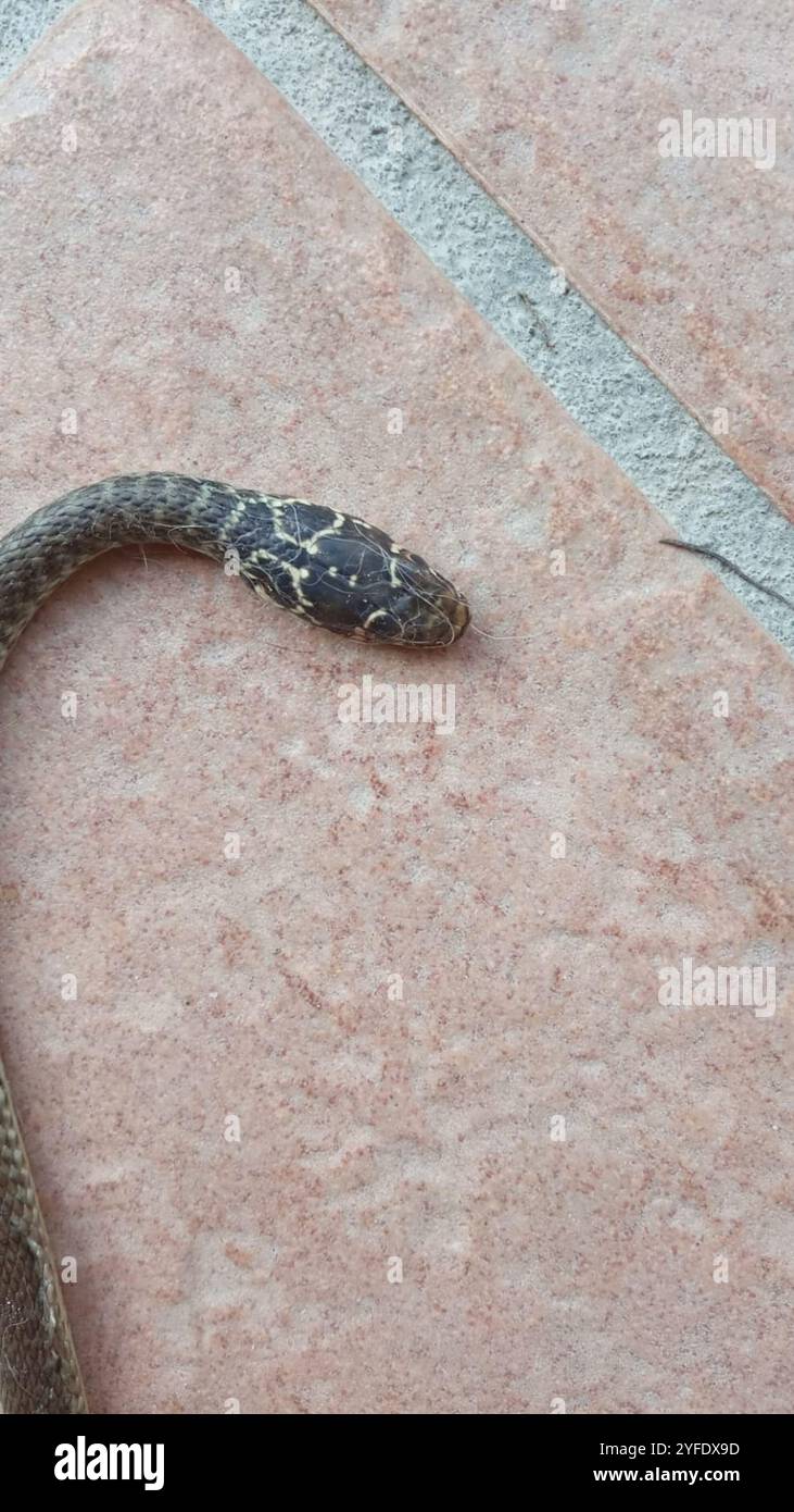 Green Whip Snake (Hierophis viridiflavus Stock Photo - Alamy