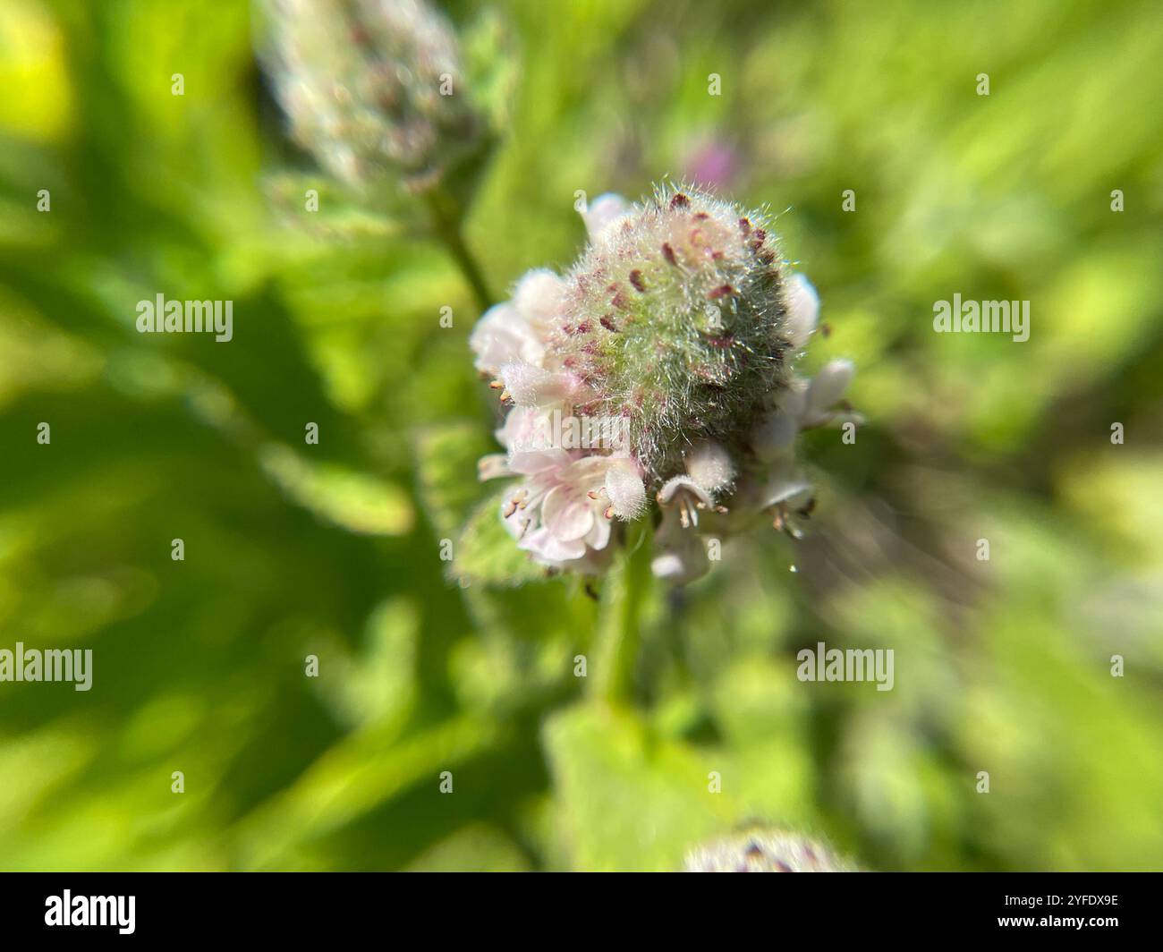 short-spiked hedge nettle (Stachys pycnantha Stock Photo - Alamy