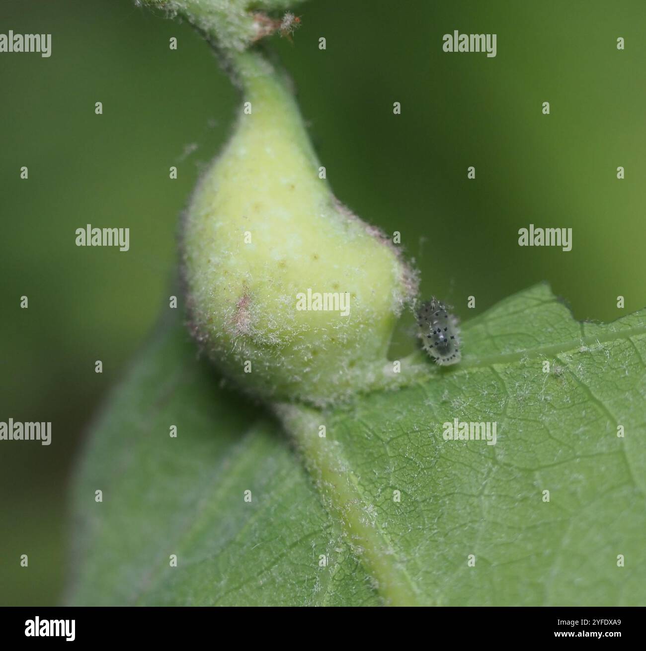 Oak Petiole Gall Wasp (Andricus quercuspetiolicola Stock Photo - Alamy