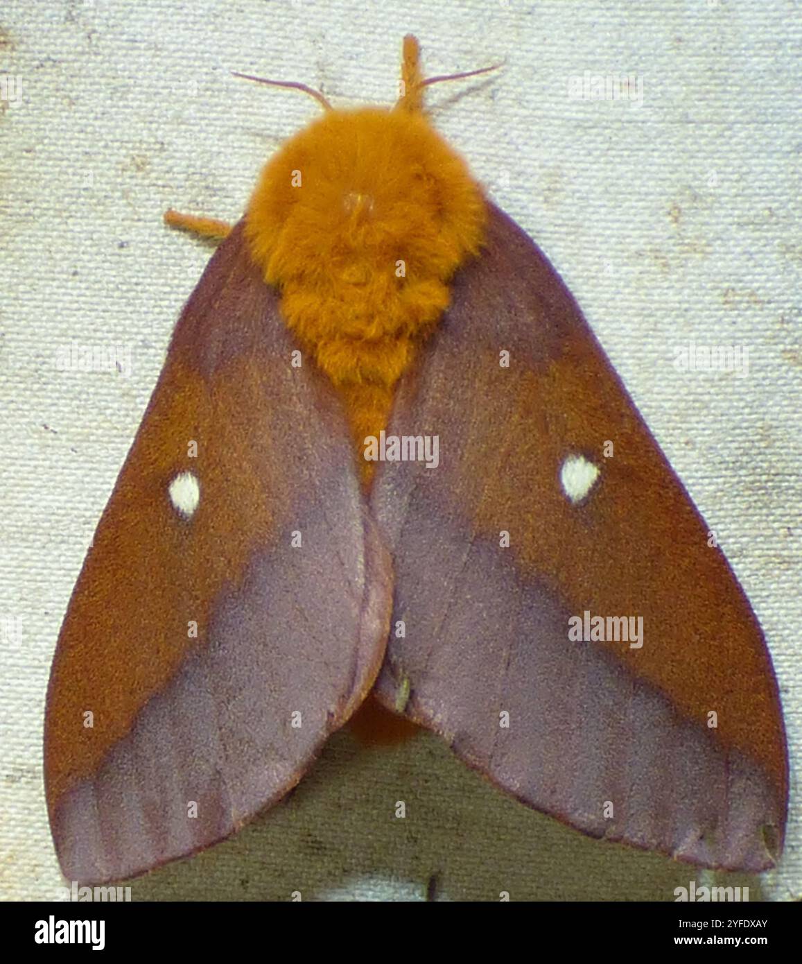 Pink-striped Oakworm Moth (Anisota virginiensis Stock Photo - Alamy