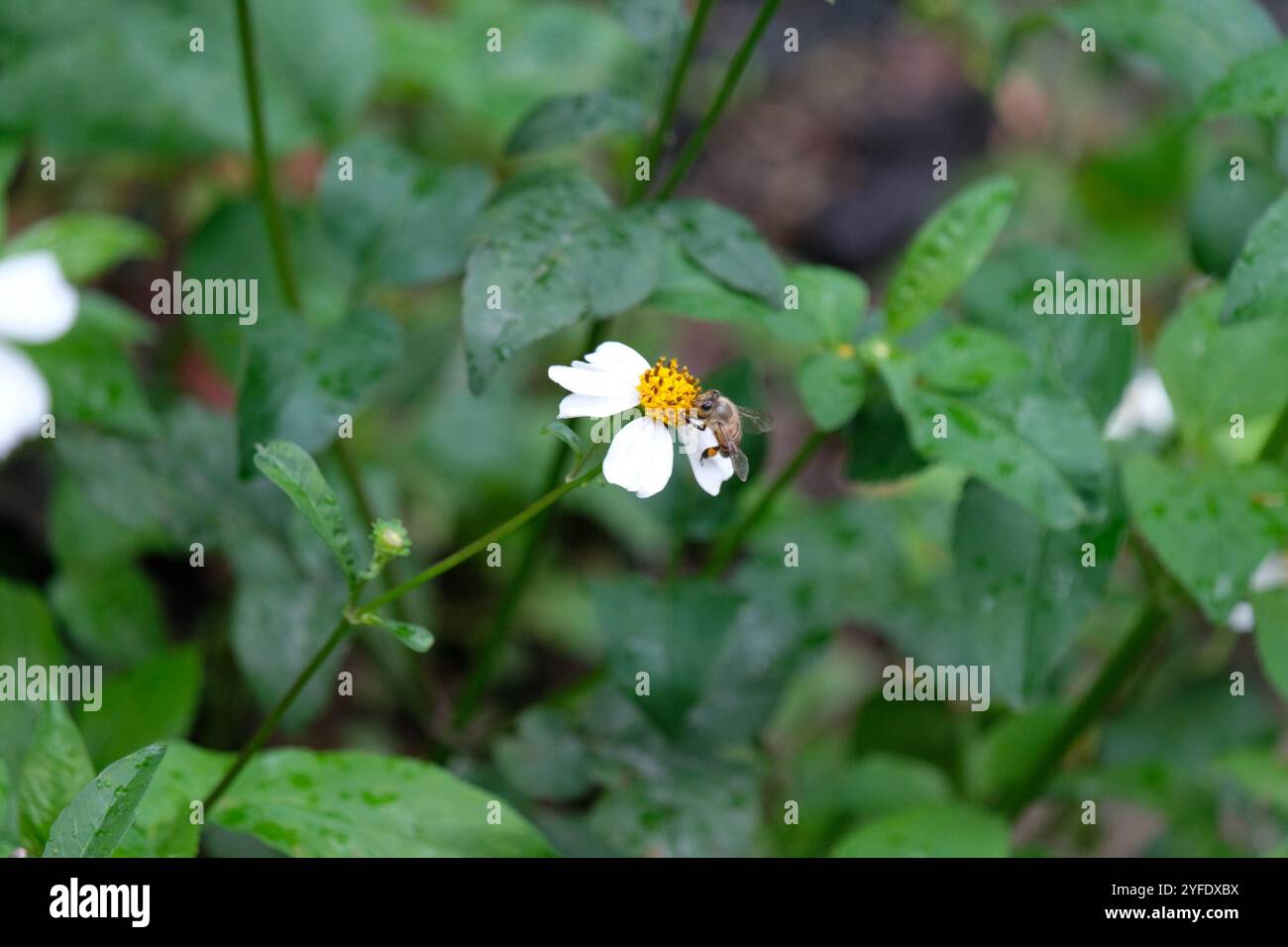 Asian Honey Bee (Apis cerana Stock Photo - Alamy