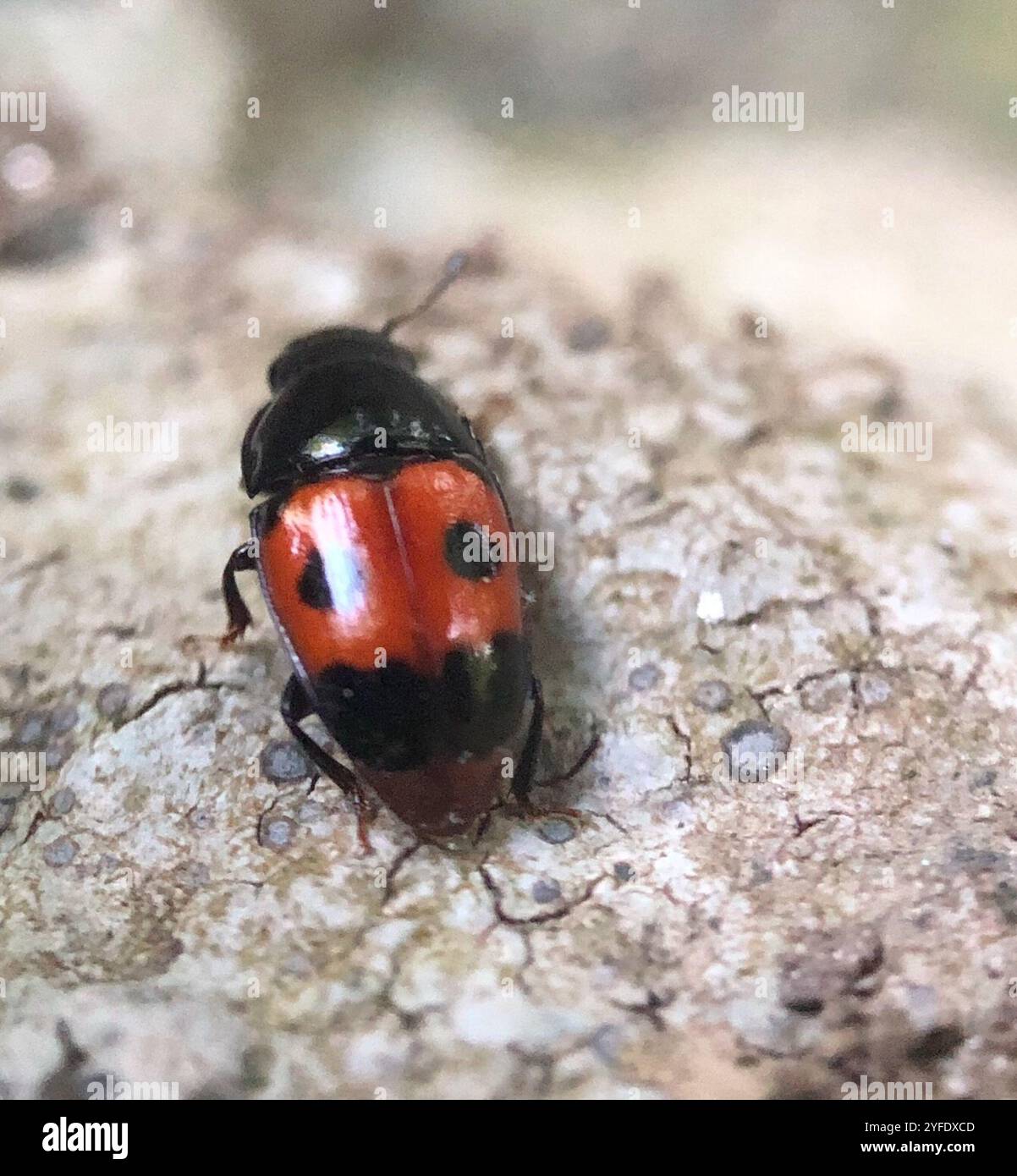 Bloody Sap Beetle (Glischrochilus sanguinolentus Stock Photo - Alamy