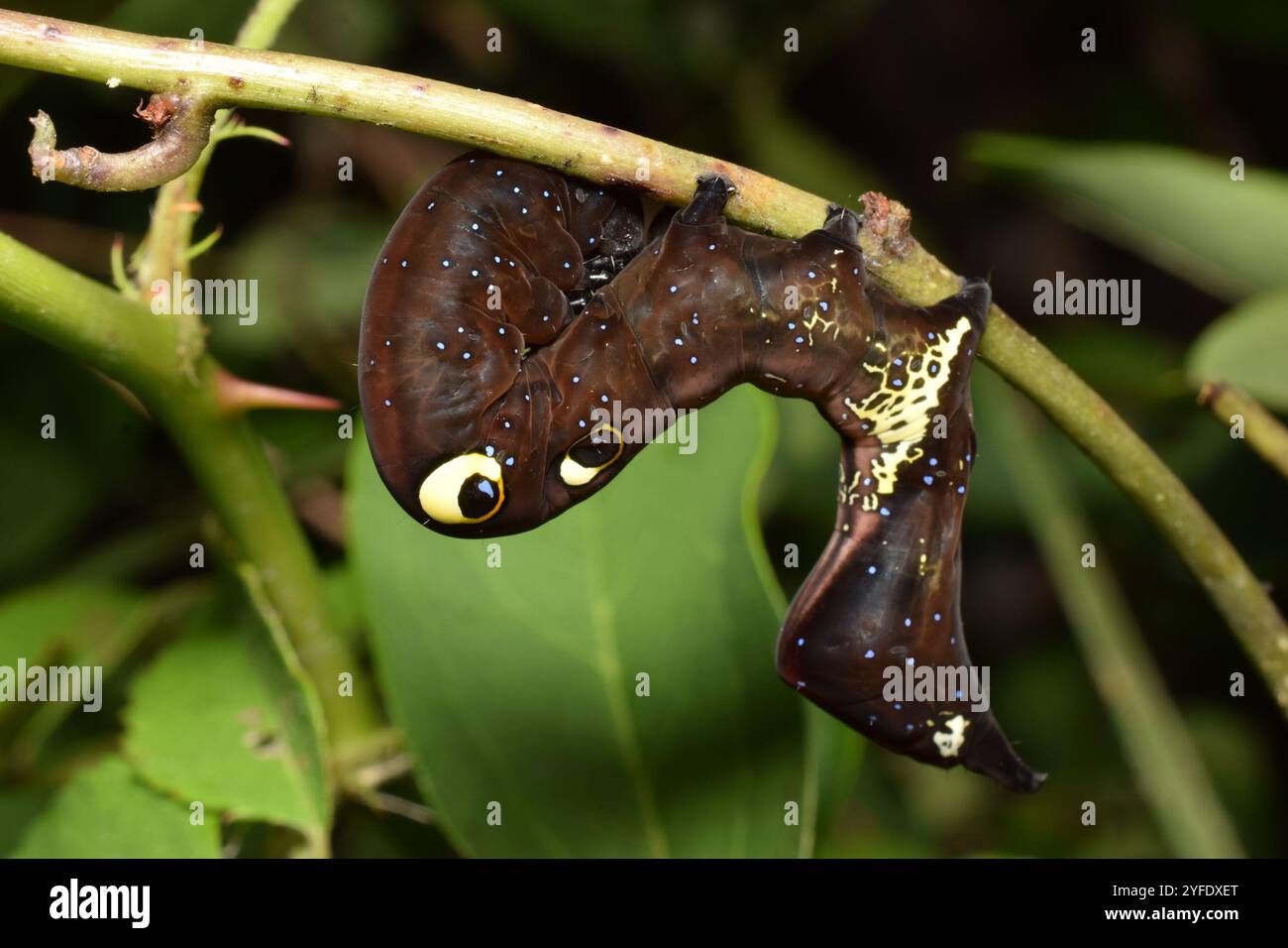 Fruit piercing moth hi-res stock photography and images - Alamy