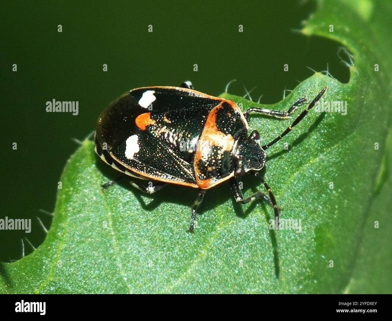 Cabbage Bug (Eurydema oleracea Stock Photo - Alamy
