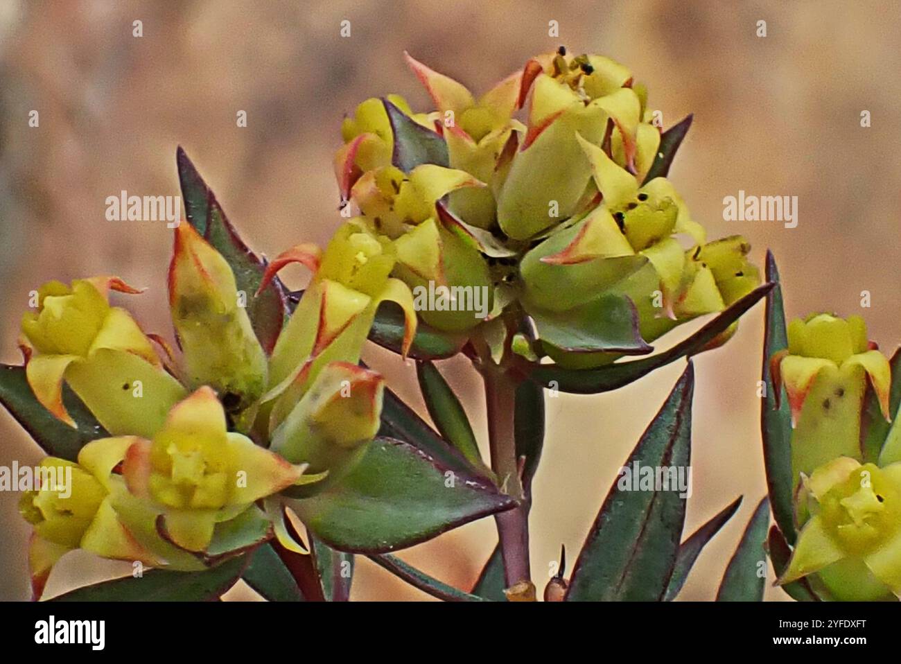 sharptip brickleaf (Penaea acutifolia Stock Photo - Alamy