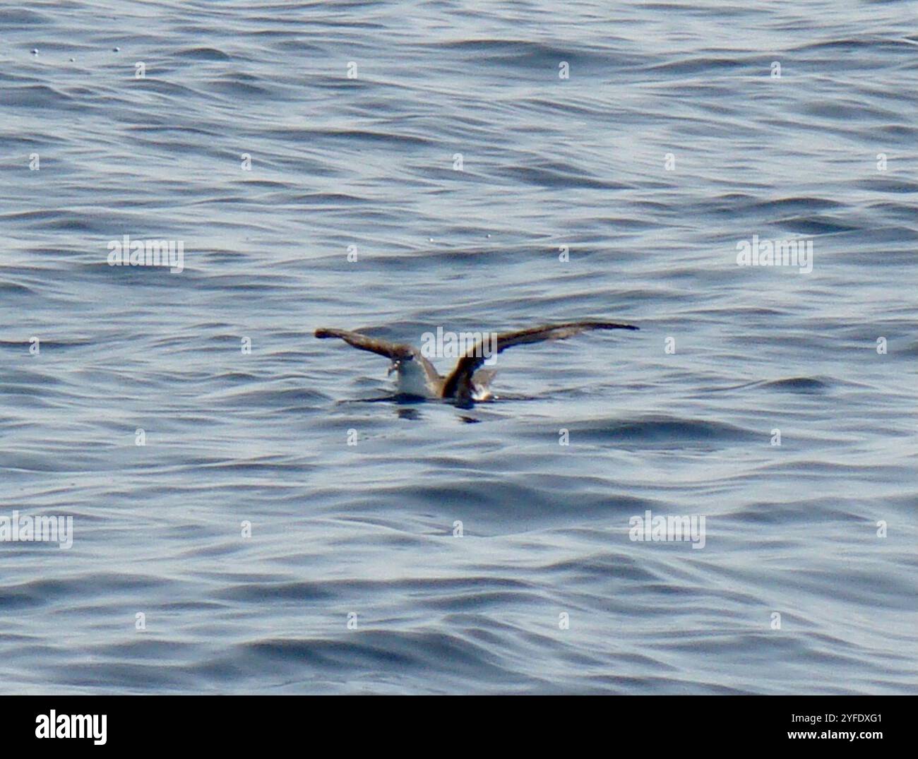 Persian Shearwater (Puffinus persicus Stock Photo - Alamy
