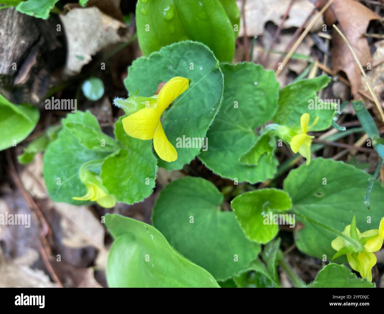 Viola eriocarpa hi-res stock photography and images - Alamy