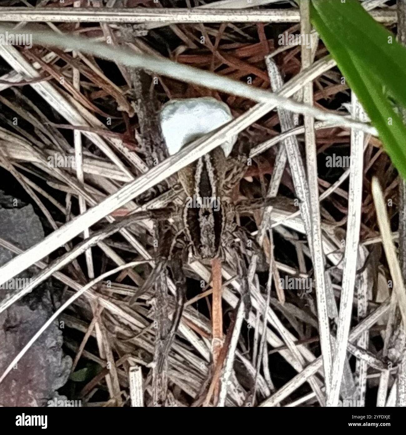 Fox Spiders (Alopecosa Stock Photo - Alamy