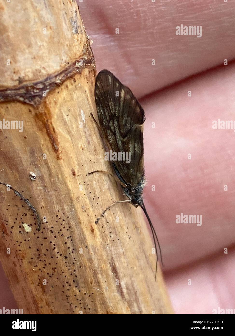 Grannom Caddisflies (Brachycentrus Stock Photo - Alamy