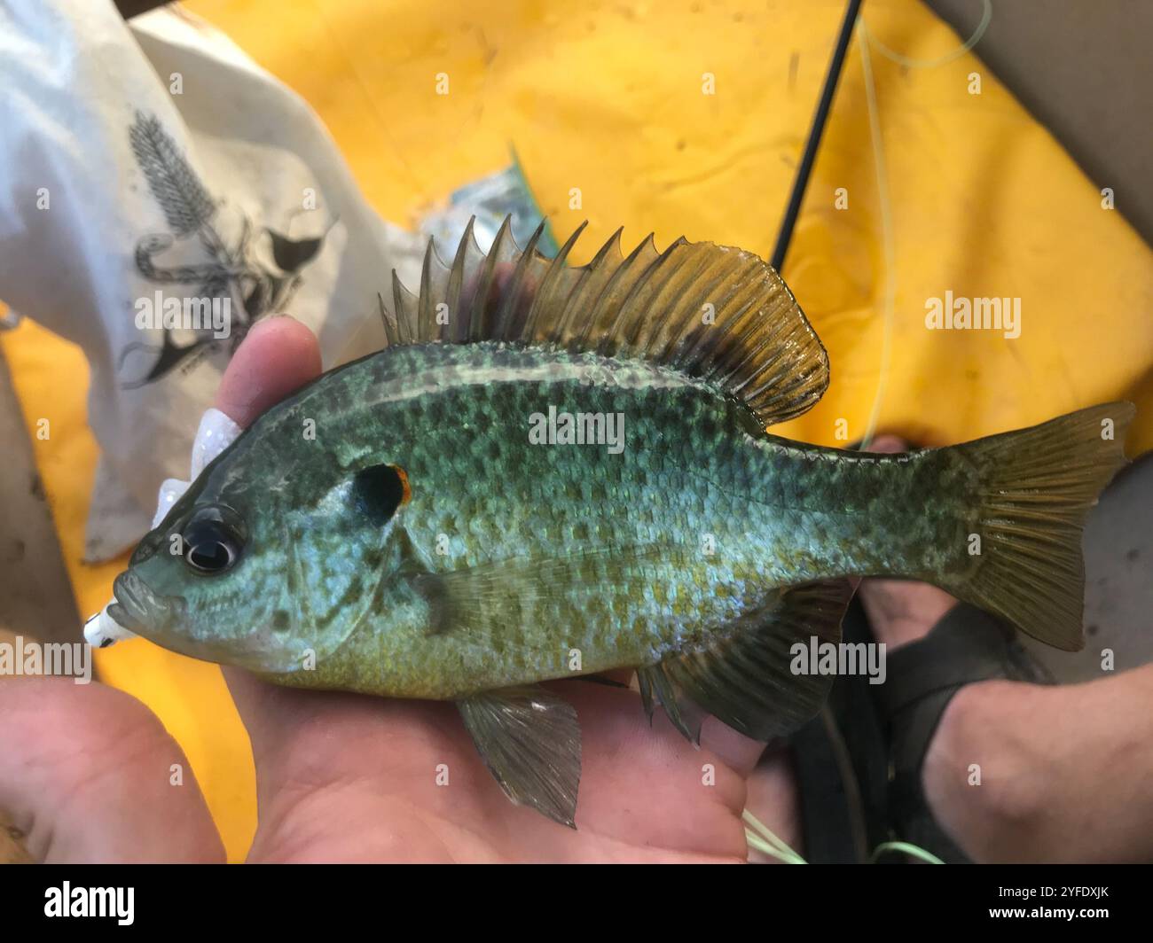 Redear sunfish hi-res stock photography and images - Alamy
