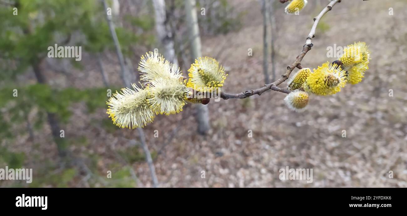 goat willow (Salix caprea Stock Photo - Alamy