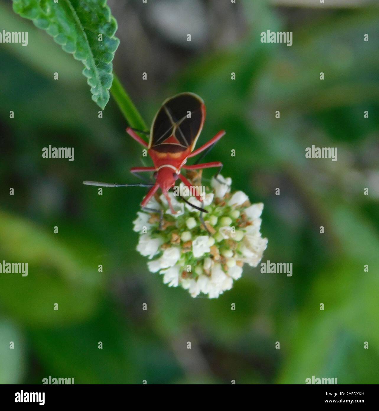Dysdercus suturellus hi-res stock photography and images - Alamy
