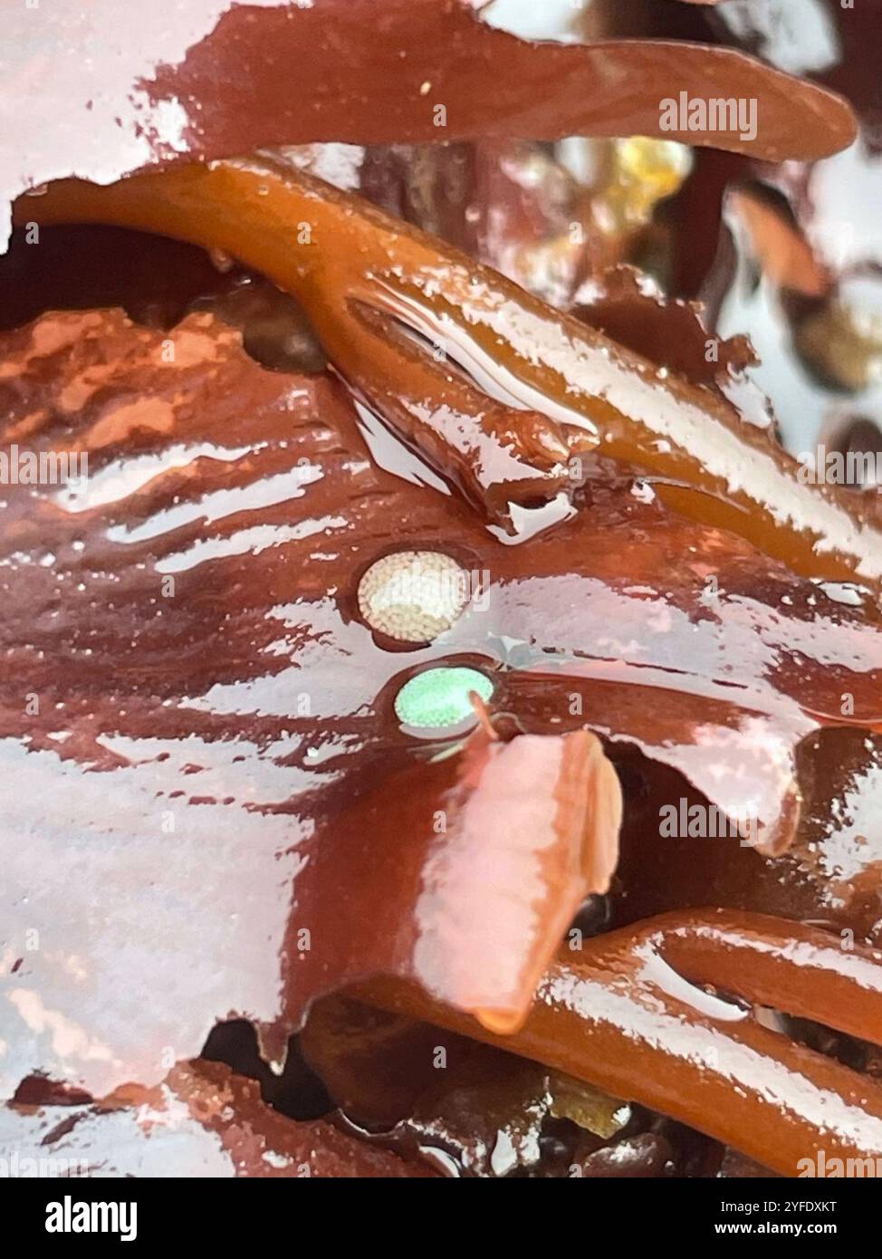 Periwinkle Snails (Littorinidae Stock Photo - Alamy