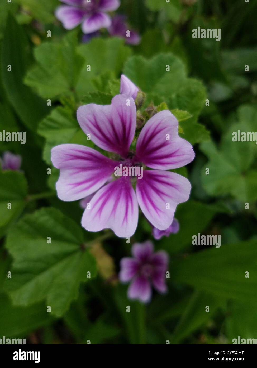 Common Mallow (Malva sylvestris Stock Photo - Alamy