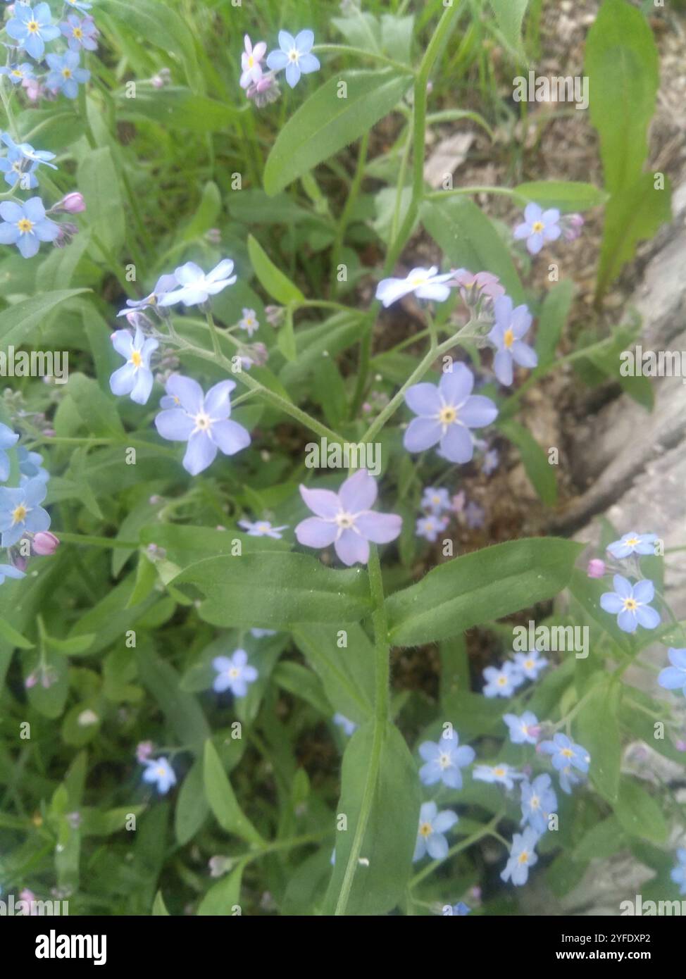 Wood Forget-me-not (Myosotis sylvatica Stock Photo - Alamy