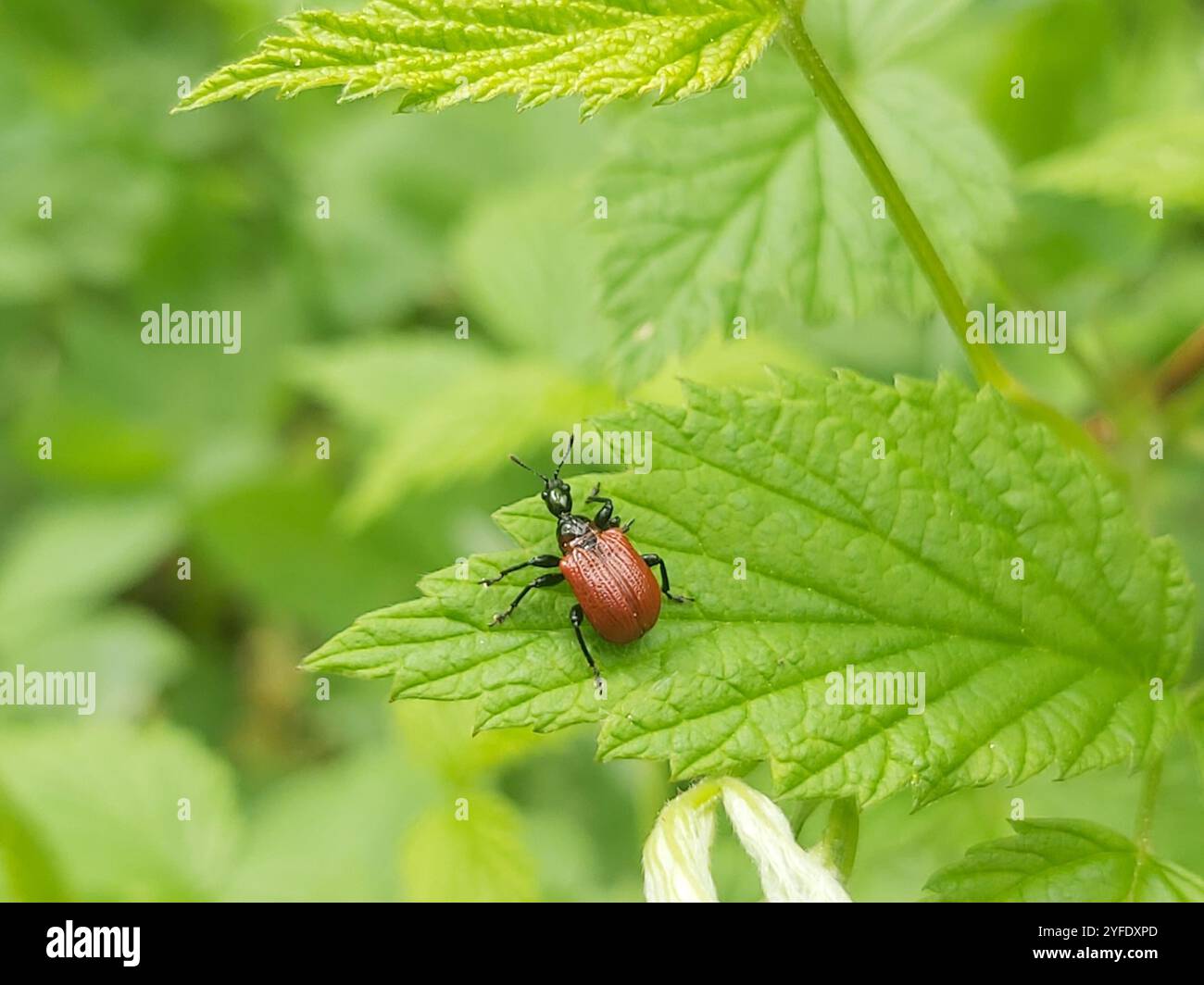 Hazel leaf-roller weevil (Apoderus coryli Stock Photo - Alamy