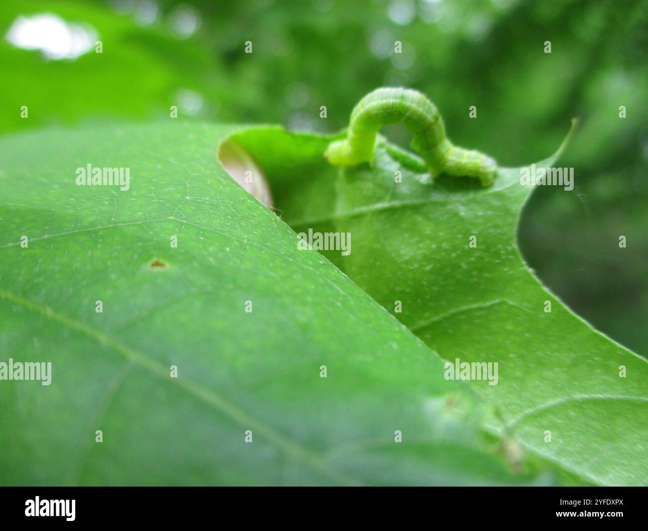 Fall Cankerworm Moth (Alsophila pometaria Stock Photo - Alamy