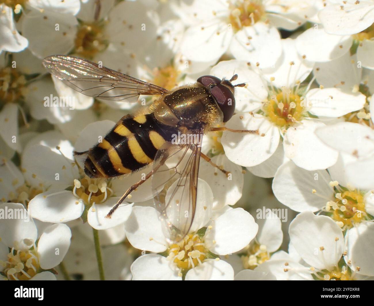 Common Flower Flies (Syrphus Stock Photo - Alamy
