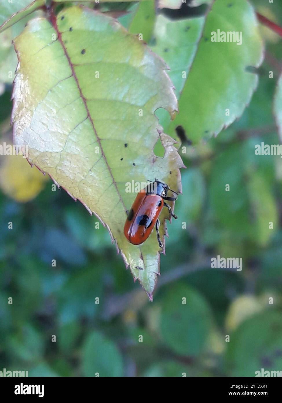Four Spotted Leaf Beetle (Clytra quadripunctata Stock Photo - Alamy
