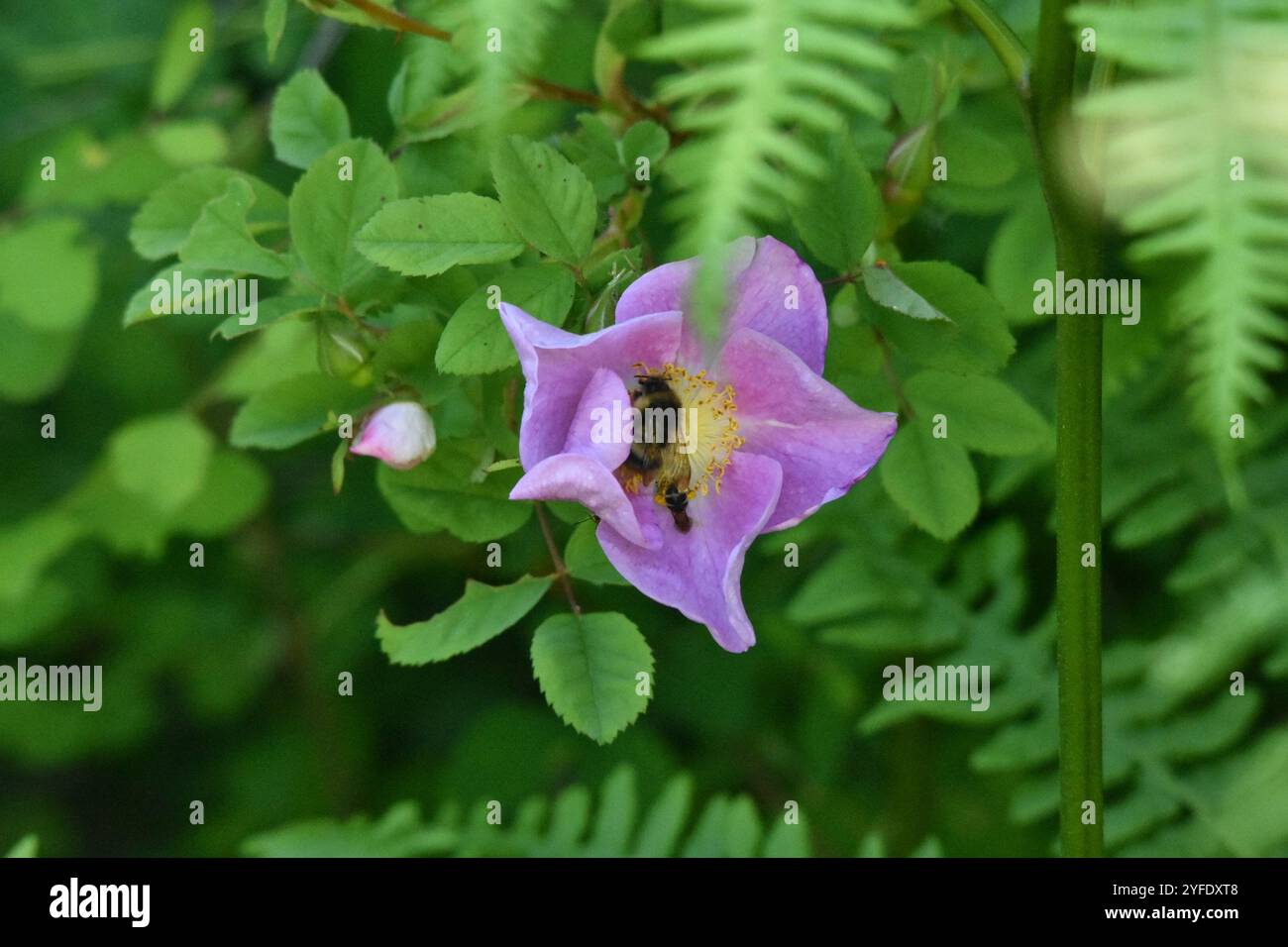 Nootka rose (Rosa nutkana Stock Photo - Alamy