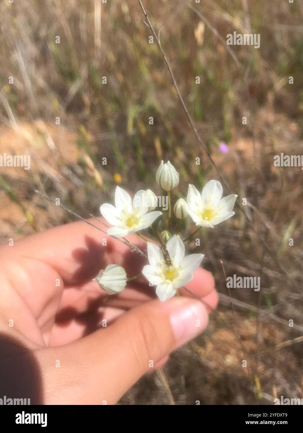 White brodiaea hi-res stock photography and images - Alamy