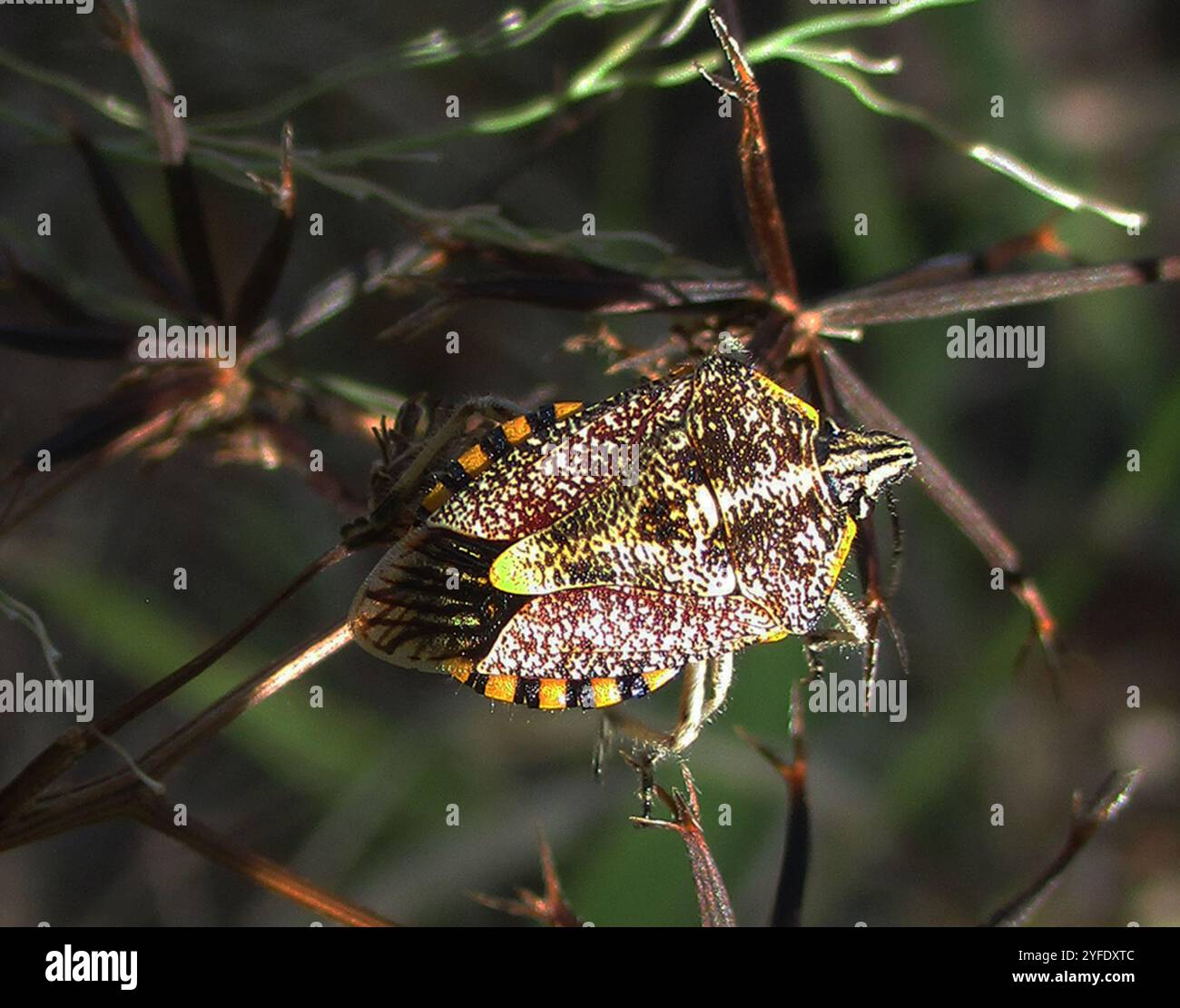Sunflower Seed Bug (Agonoscelis versicoloratus Stock Photo - Alamy