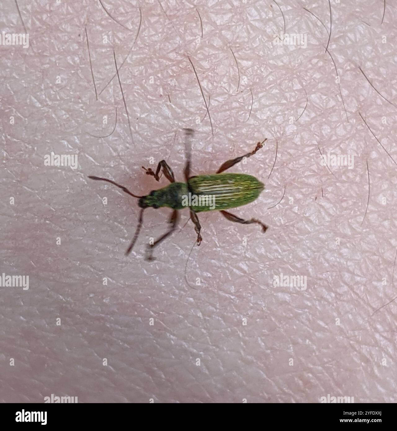 Arborvitae Weevil (Phyllobius intrusus Stock Photo - Alamy