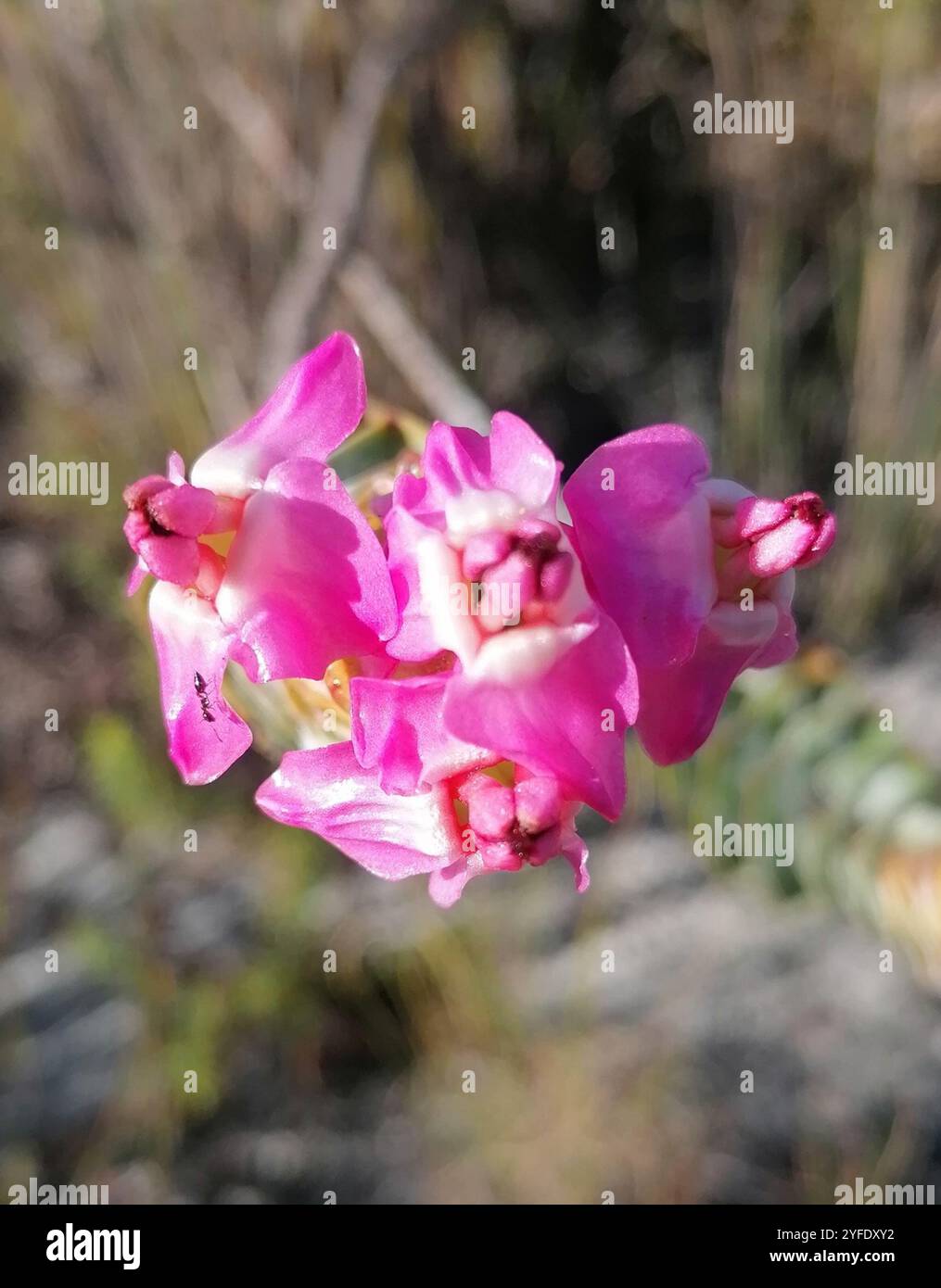 Salter (Saltera sarcocolla Stock Photo - Alamy