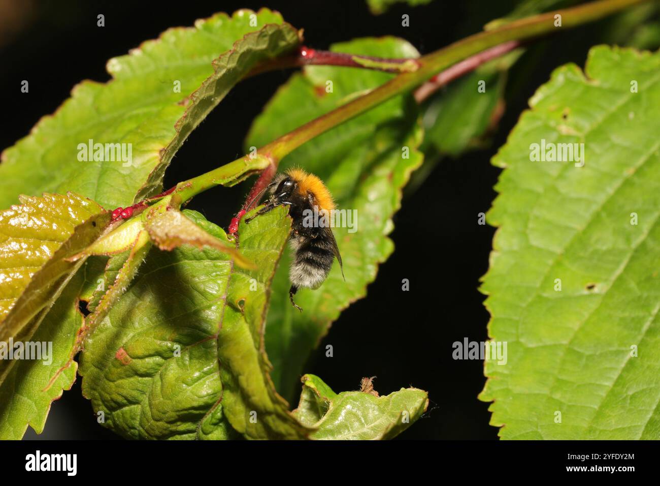 Tree Bumble Bee (Bombus hypnorum Stock Photo - Alamy