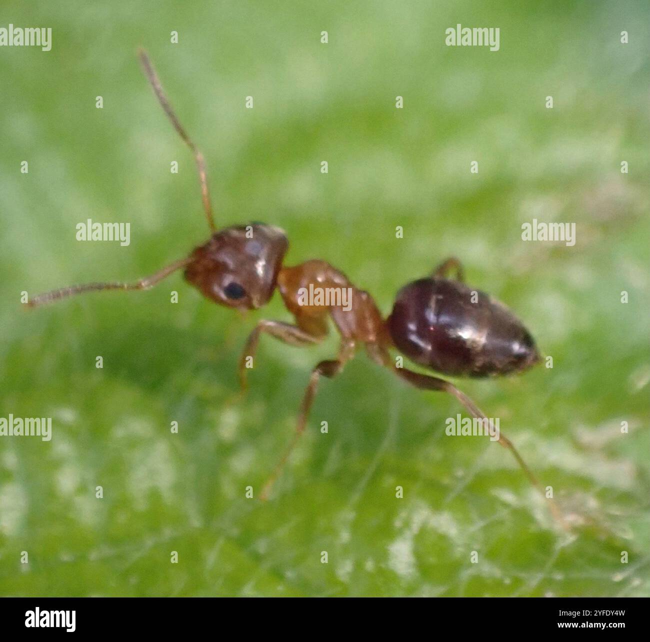 Brown Tree Ant (Lasius brunneus Stock Photo - Alamy