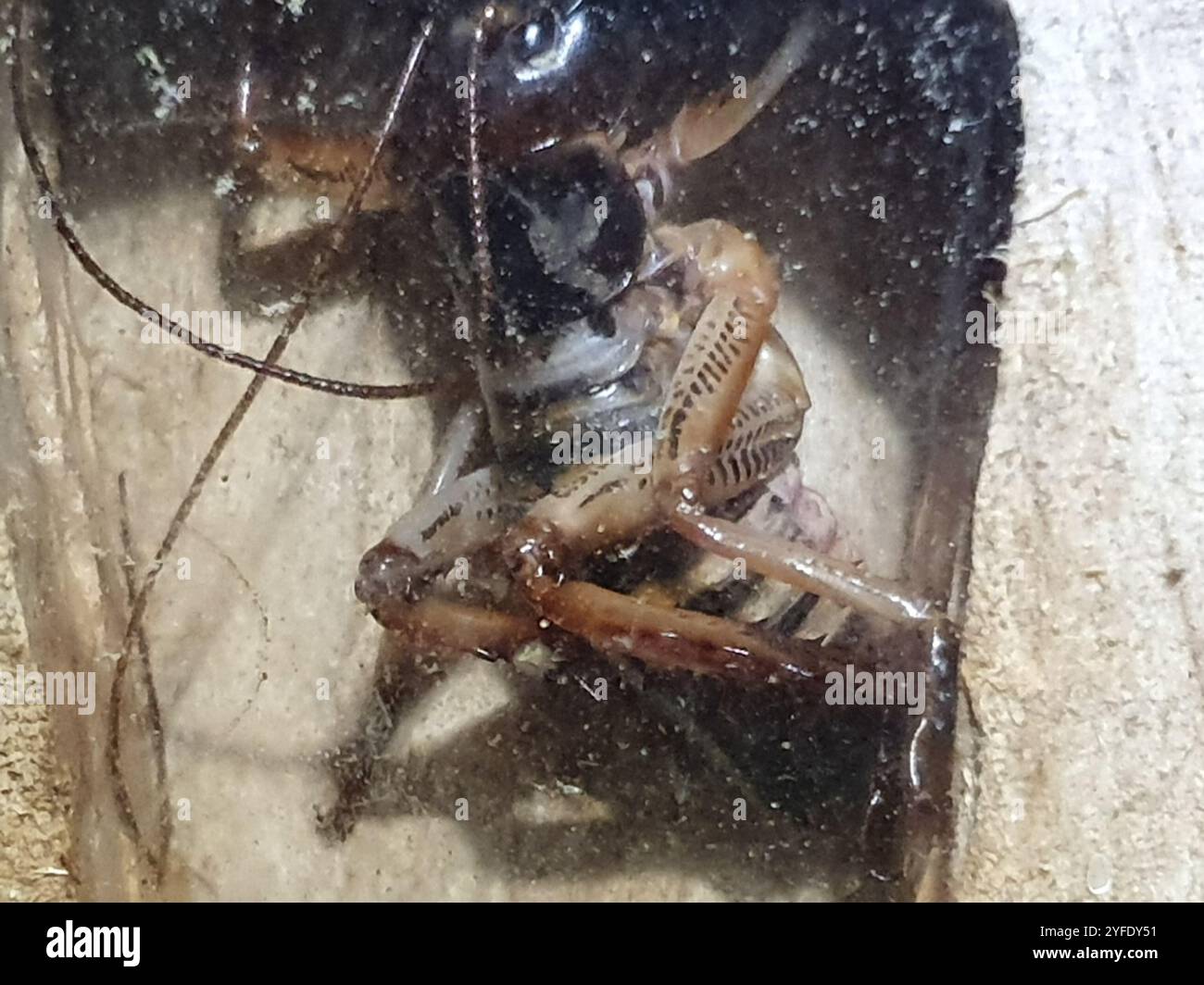 Wellington Tree Wētā (Hemideina crassidens Stock Photo - Alamy