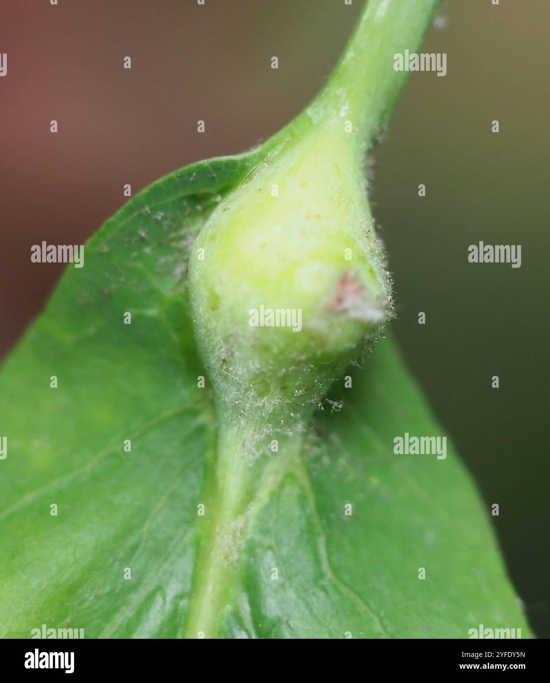 Oak Petiole Gall Wasp (Andricus quercuspetiolicola Stock Photo - Alamy