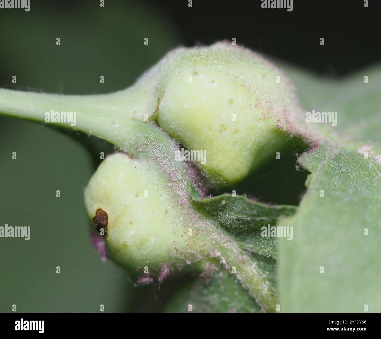 Oak Petiole Gall Wasp (Andricus quercuspetiolicola Stock Photo - Alamy