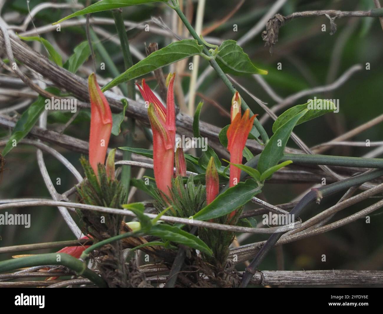 Sabah Snake Grass (Clinacanthus nutans Stock Photo - Alamy