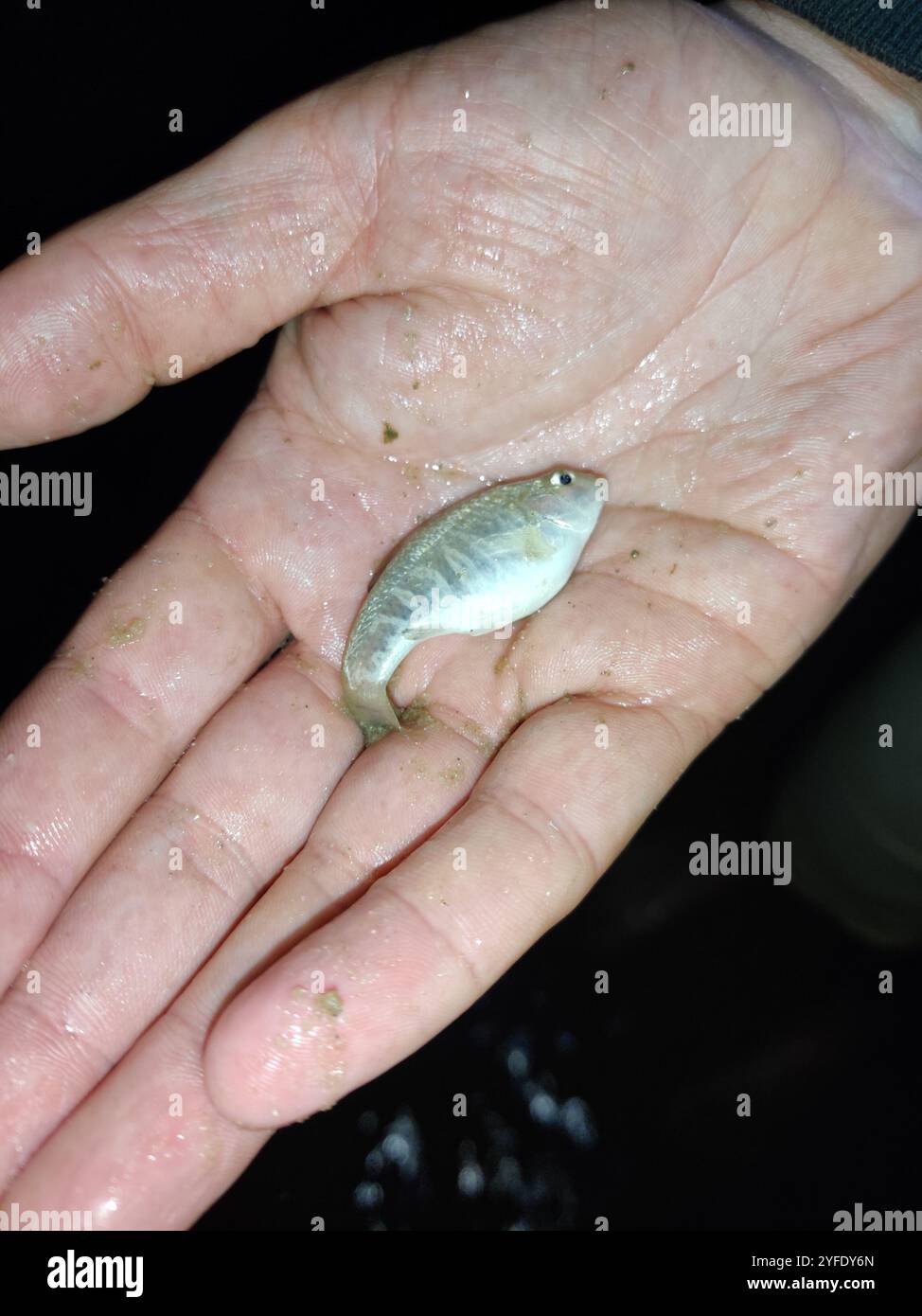 Sheepshead Minnow (Cyprinodon variegatus Stock Photo - Alamy