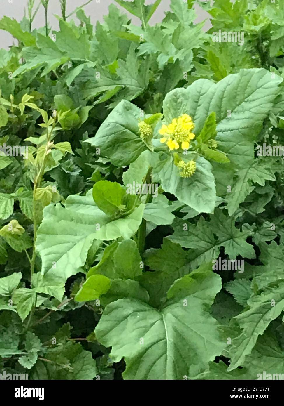 charlock (Mutarda arvensis Stock Photo - Alamy