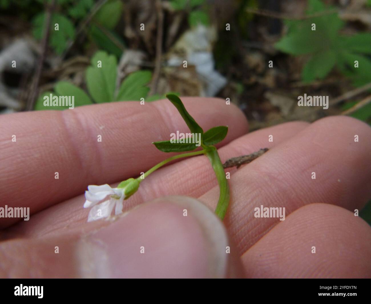 Trefoil Cress (Cardamine trifolia Stock Photo - Alamy