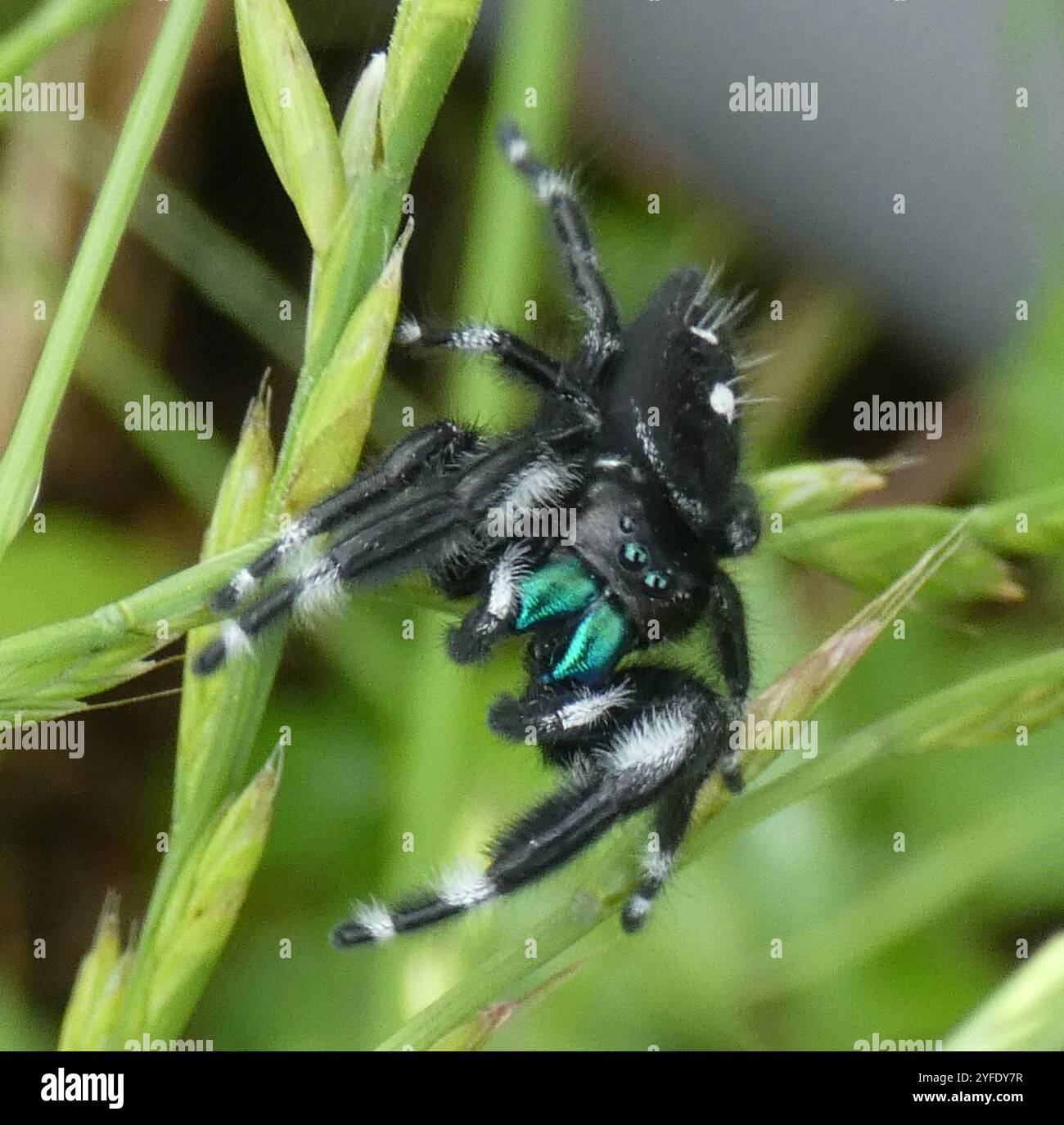 Bold Jumping Spider (Phidippus audax Stock Photo - Alamy