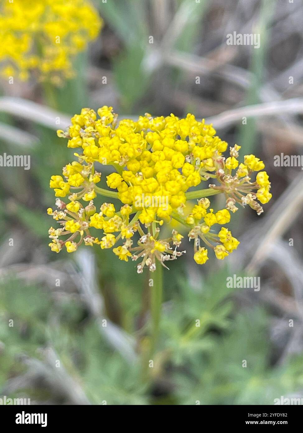 Alpine False Springparsley (Cymopterus lemmonii Stock Photo - Alamy