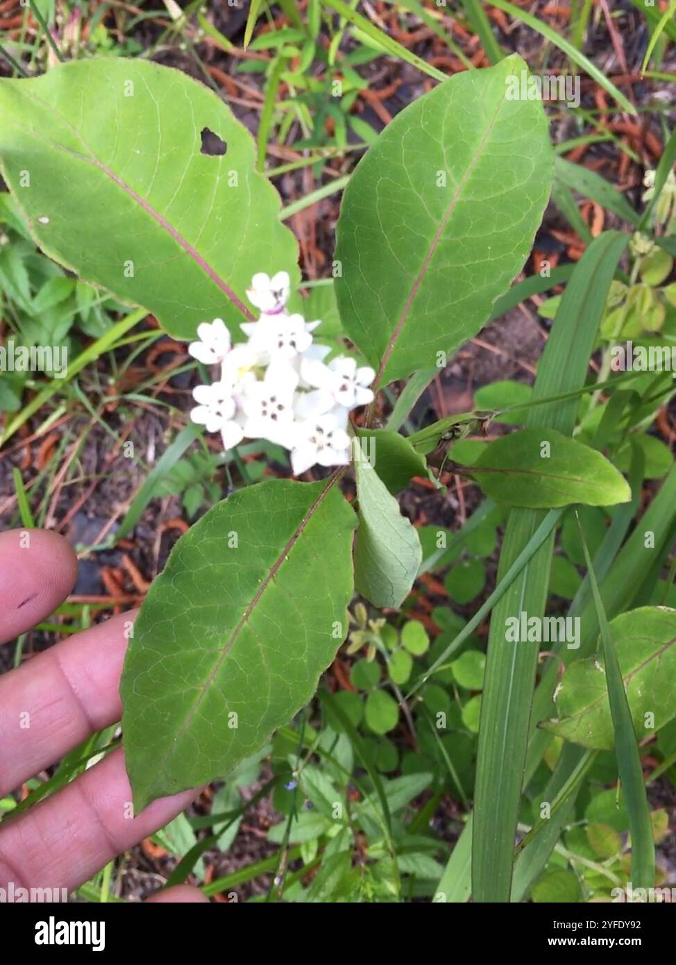 redring milkweed (Asclepias variegata Stock Photo - Alamy