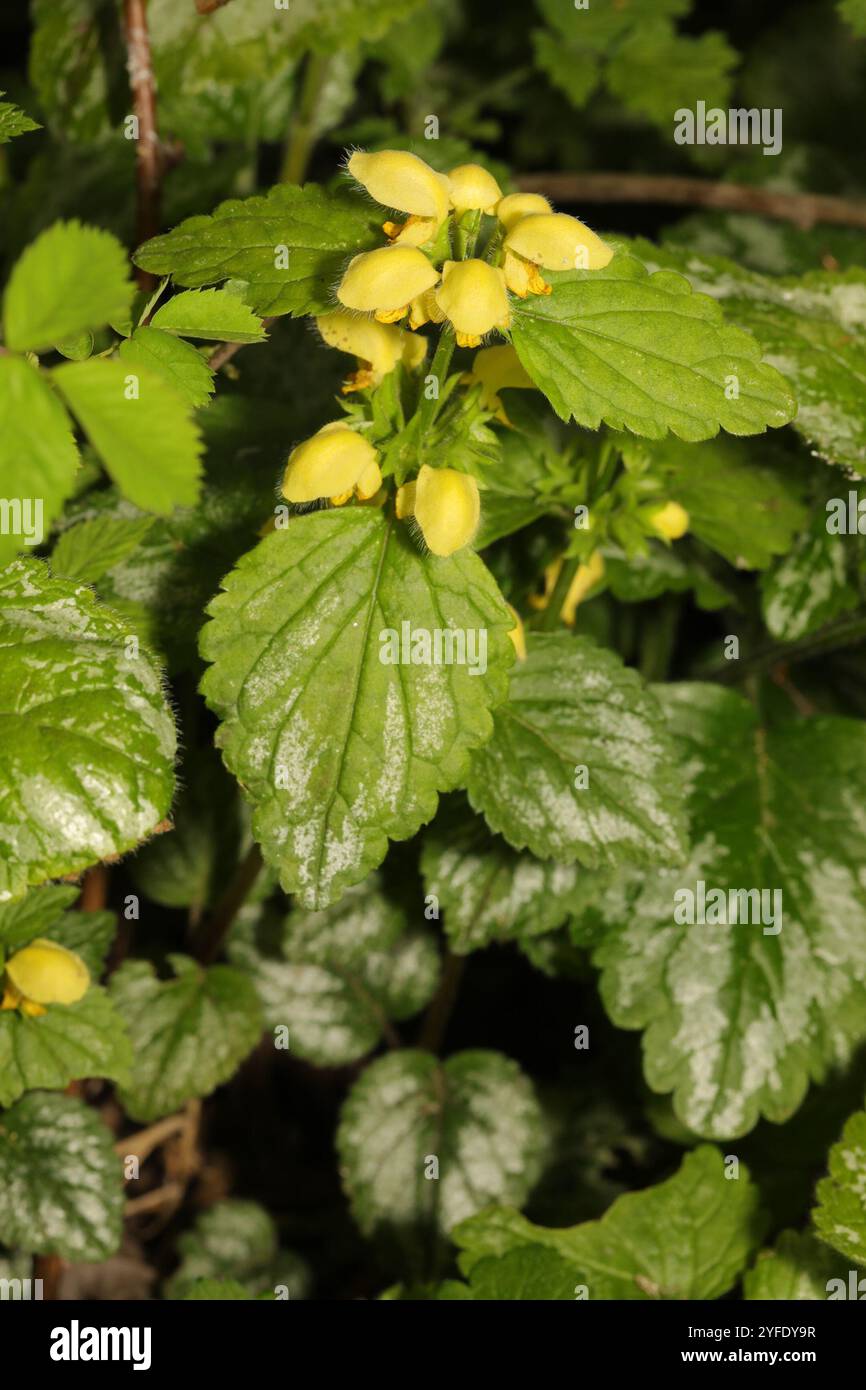 Variegated Yellow Archangel (Lamium galeobdolon argentatum Stock Photo ...