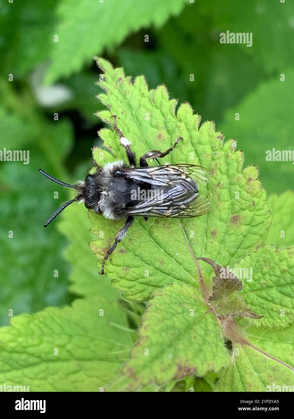 Common Mourning Bee (Melecta albifrons Stock Photo - Alamy