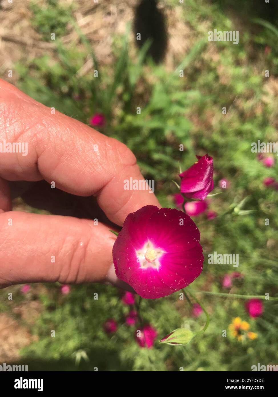 tall poppymallow (Callirhoe leiocarpa Stock Photo - Alamy