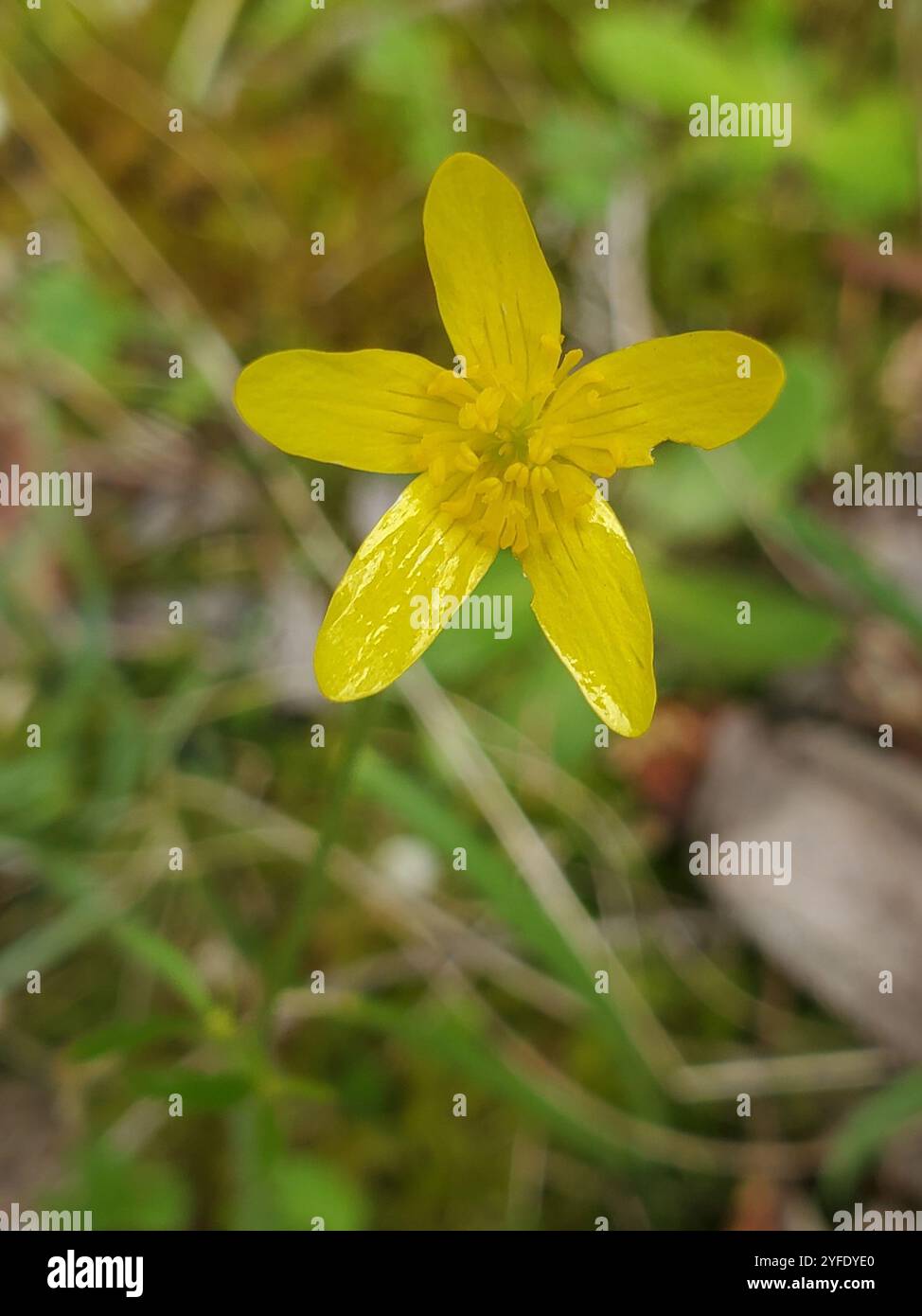 Western Buttercup (Ranunculus occidentalis Stock Photo - Alamy