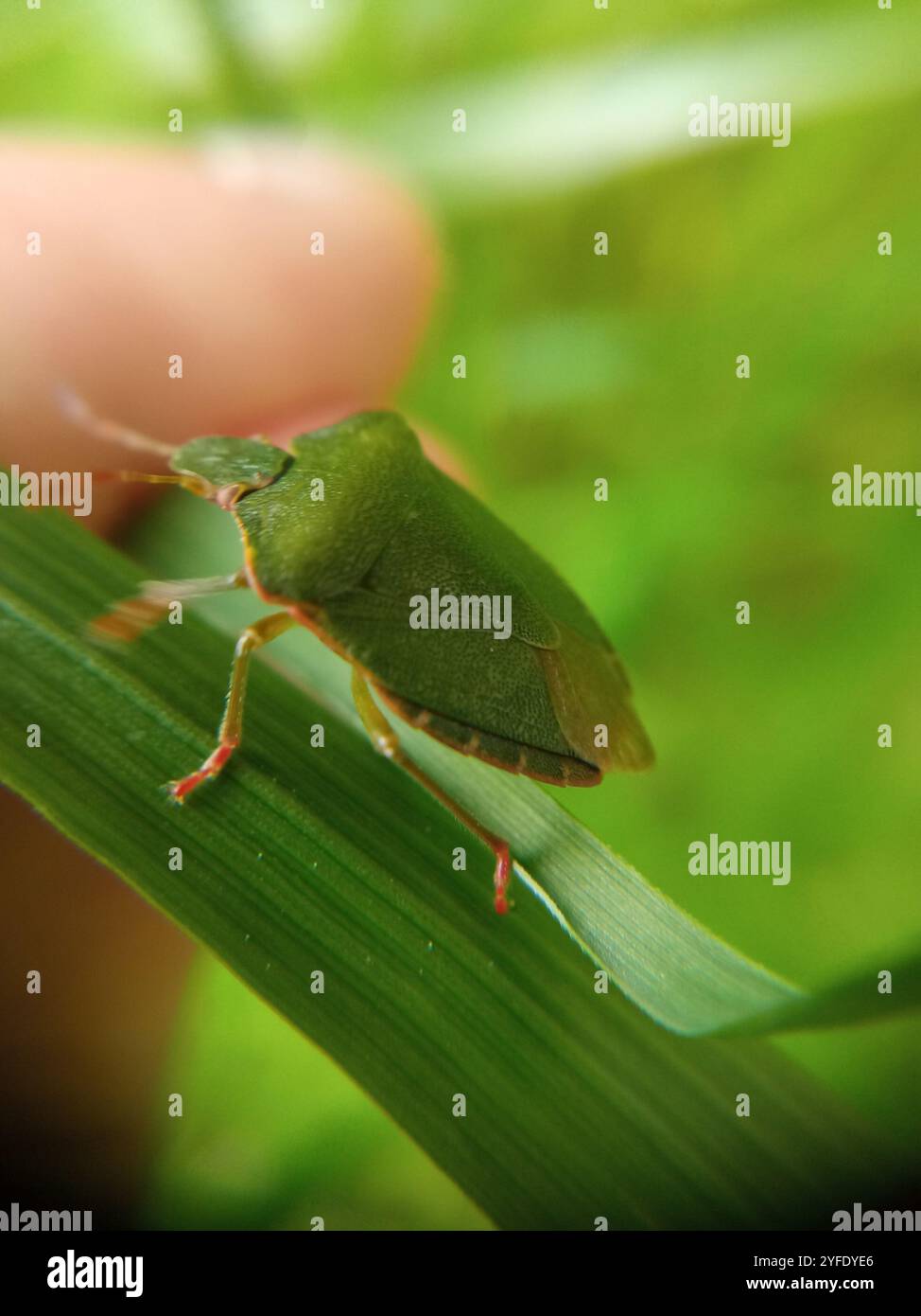 Green Shield Bug (Palomena prasina Stock Photo - Alamy