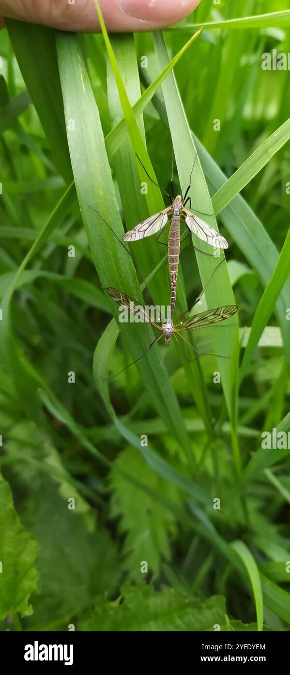Common Crane Flies (Tipula Stock Photo - Alamy
